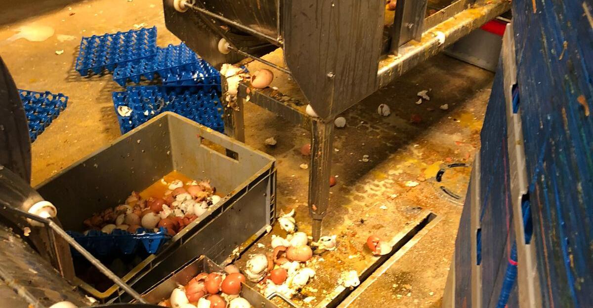 Faule Eier? Fünf Mitarbeiter von Pro Ovo wurden einvernommen ...