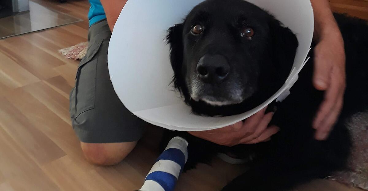 Hund Benji kämpft um das Überleben | Nachrichten.at