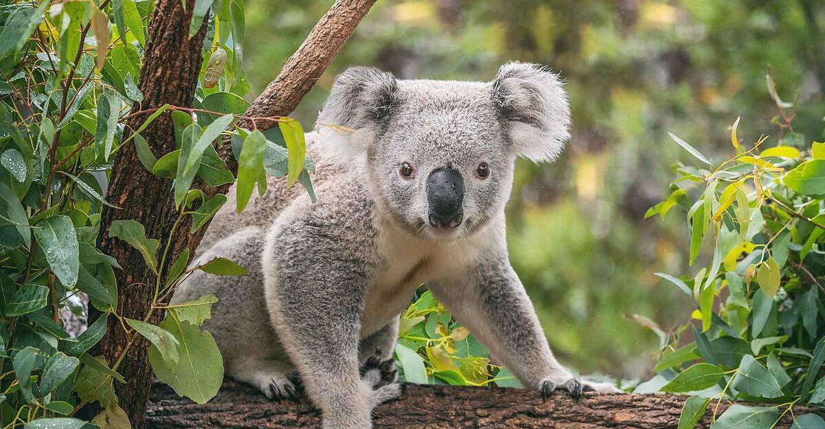 Hilfe für die Koalas | Nachrichten.at
