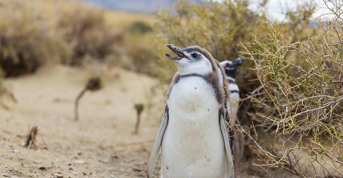 Pinguin in Australien: Gus ist wieder zu Hause | Nachrichten.at