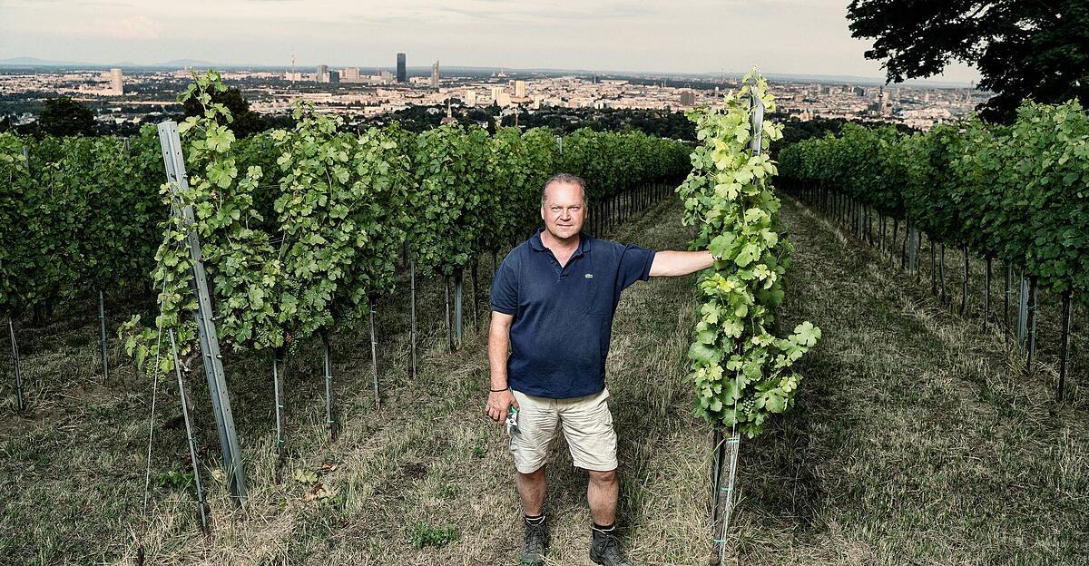 Fritz Wieninger – der unermüdliche Motor des Wiener Weins | Nachrichten.at