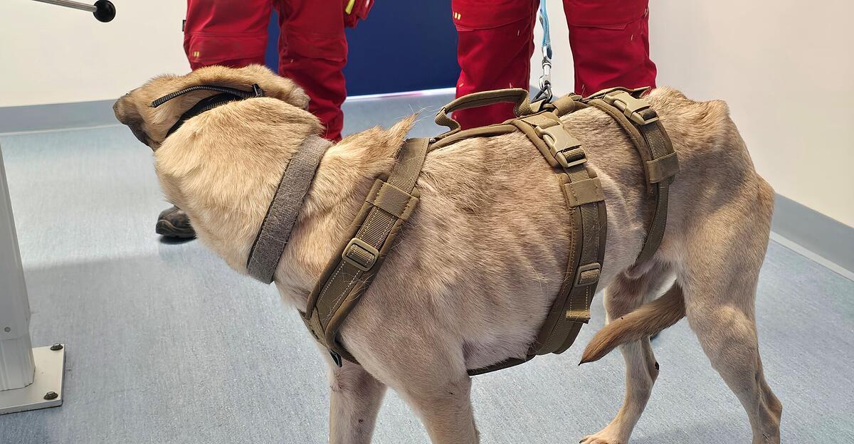 "Es flossen Tränen": Hund Olli nach wochenlanger Suche gefunden ...