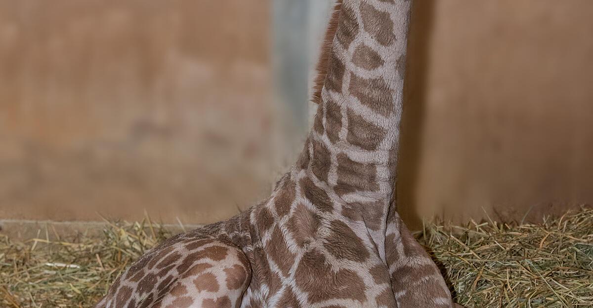 Nachwuchs in Schmiding: So süß ist Giraffen-Baby Nuka | Nachrichten.at