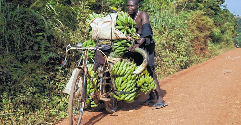 Wo die Bananen Fahrrad fahren | Nachrichten.at