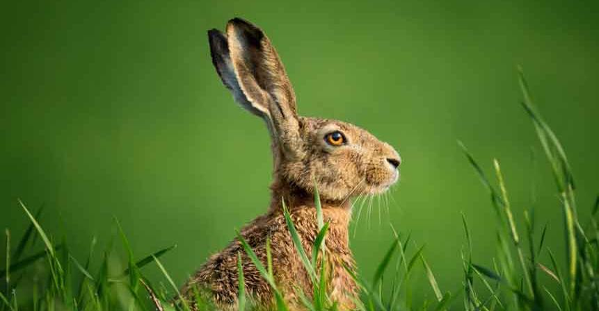 Sechs spannende Fakten über Hasen | Nachrichten.at