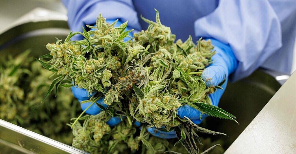 A ton of cannabis discovered in Vienna and Lower Austria - Archyde