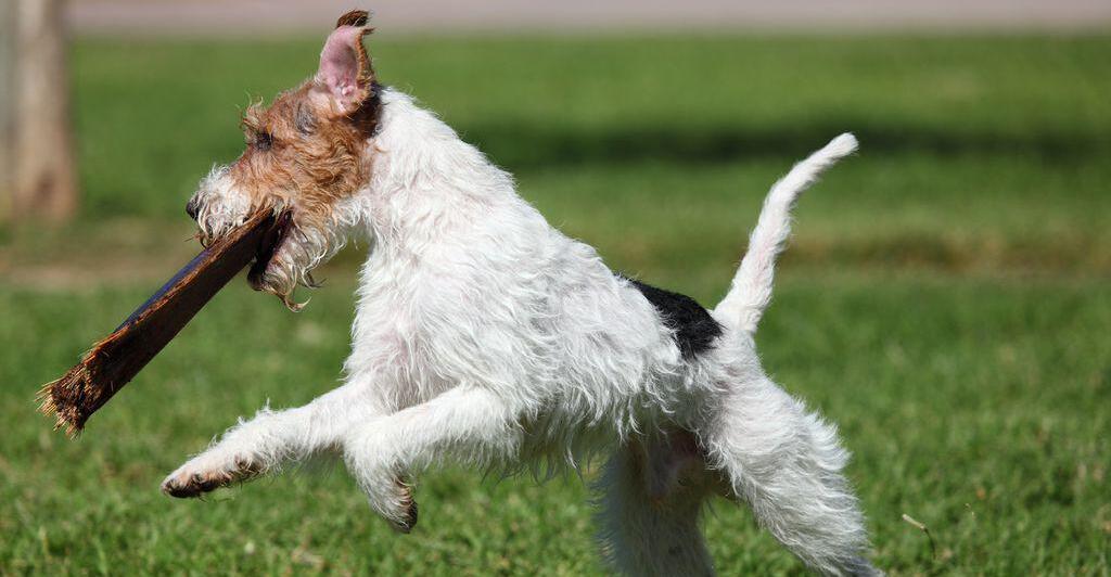 Mädchen von Hund gebissen - Polizei sucht Halterin | Nachrichten.at