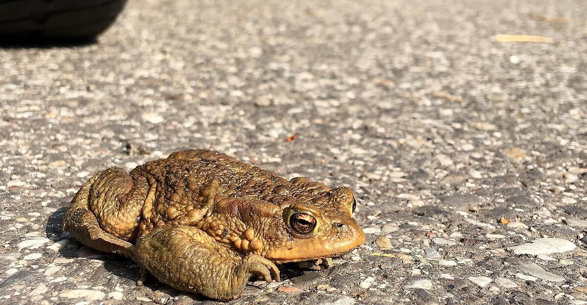 Frösche, Kröten und Molche auf gefährlicher Wanderung | Nachrichten.at