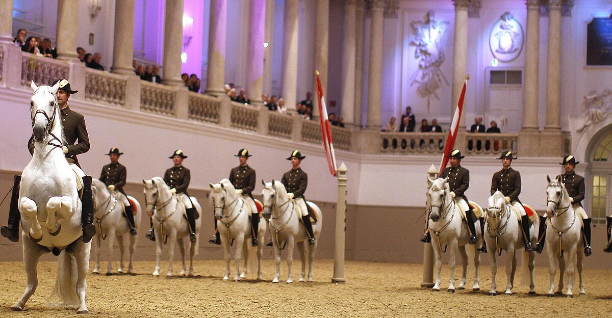 Untreue? Aufsichtsratschef verlässt die Hofreitschule | Nachrichten.at