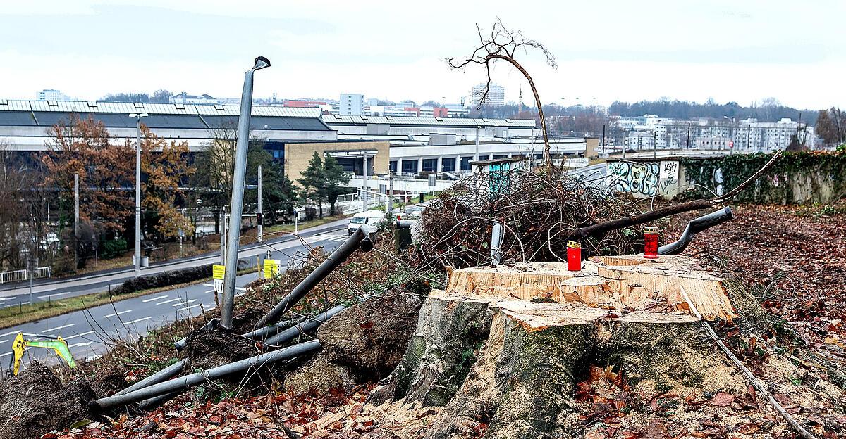 Baumrodungen entlang der Linzer Waldeggstraße für A26-Bau | Nachrichten.at