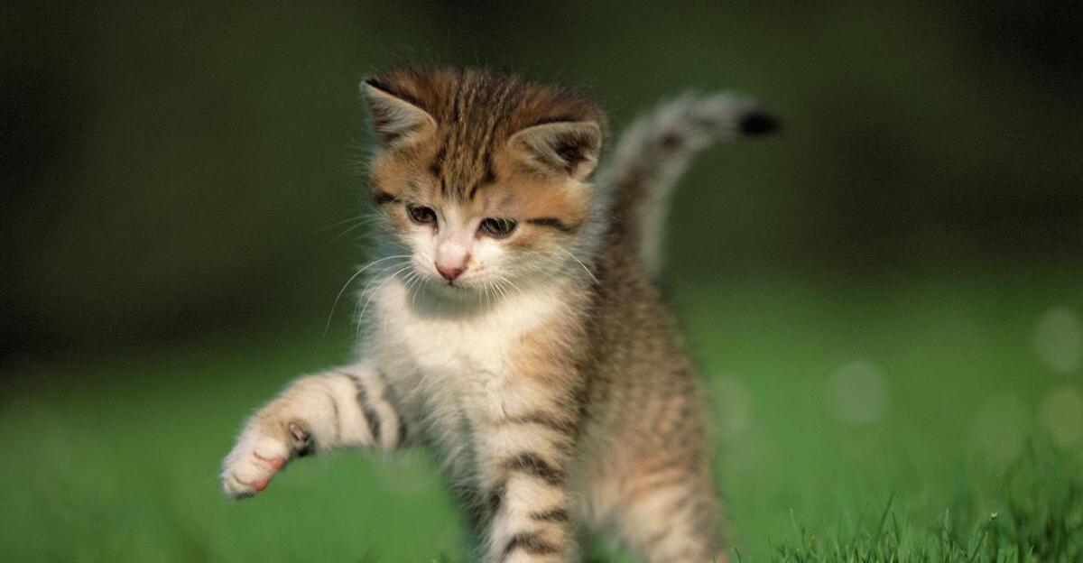 Die Katze: Was sagt die Forschung über das beliebteste Haustier ...