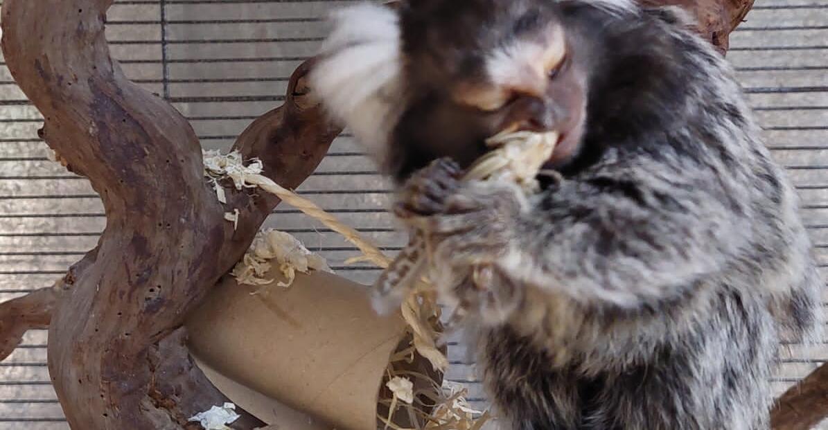 Affe Tobi bekommt nach zwölf Jahren Gefährtin | Nachrichten.at