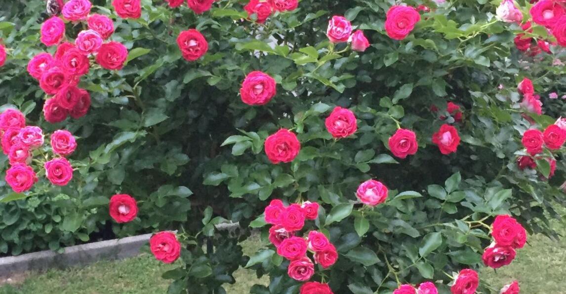 Mein Garten | Nachrichten.at