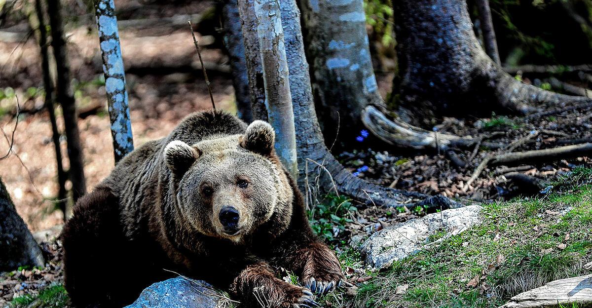 Bear carcass found in Trentino - Archyde
