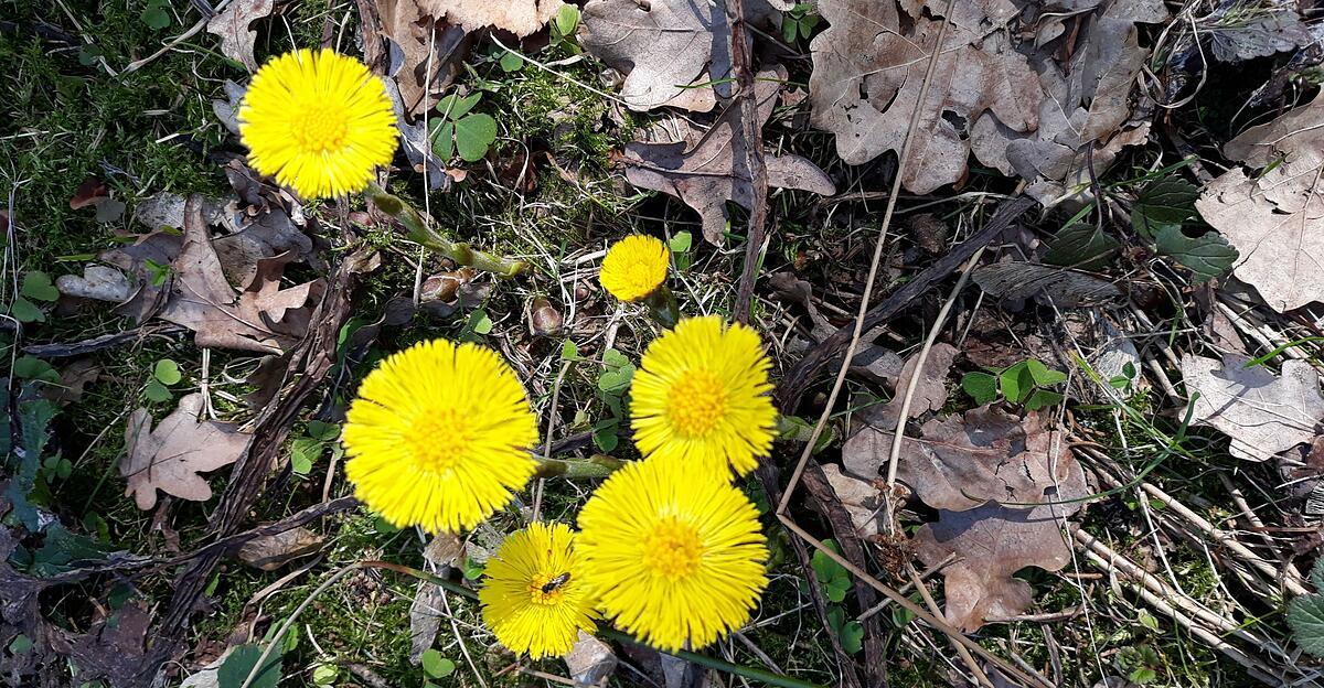 Mein Garten | Nachrichten.at