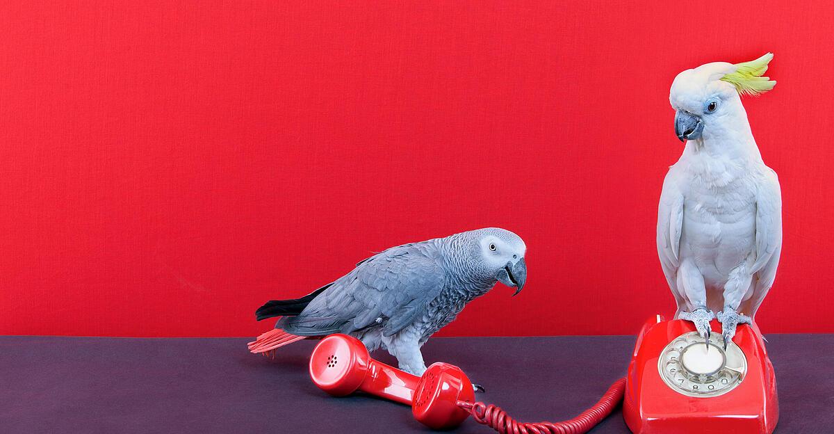 Ring, ring! Warum diese Papageien zum Hörer greifen | Nachrichten.at