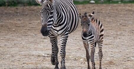 Süßes Zebra-Baby im Zoo Schmiding | Nachrichten.at