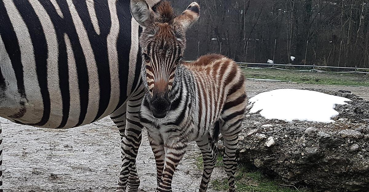 Niedlicher Zebra-Nachwuchs im Zoo Schmiding | Nachrichten.at