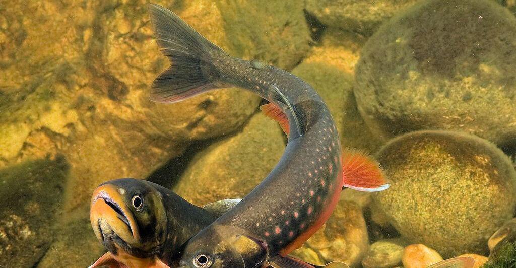 Der Seesaibling ist Fisch des Jahres | Nachrichten.at