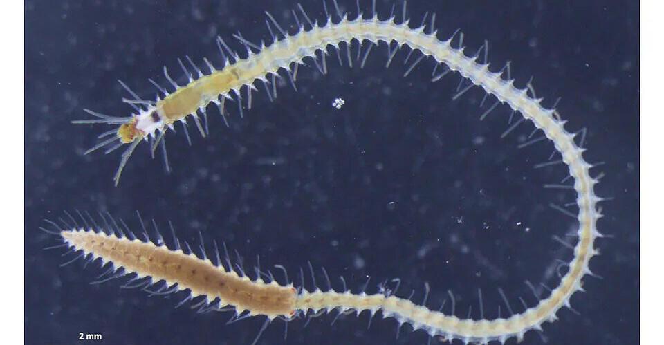 Wasserwurm entwickelt Hirn und Auge im Hintern | Nachrichten.at