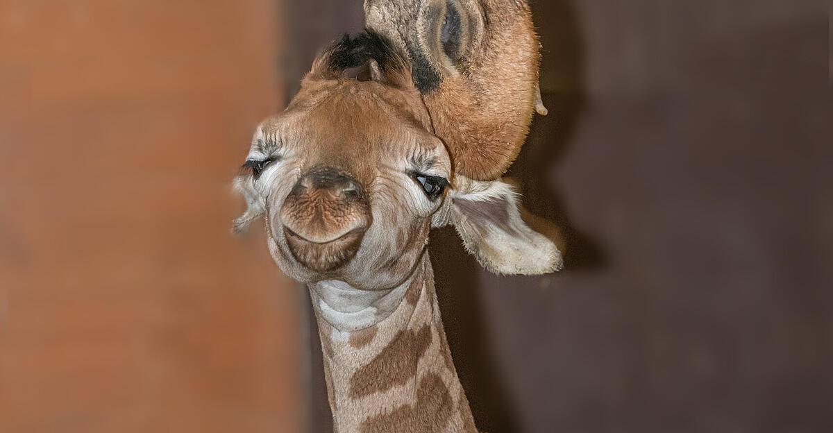 Nachwuchs in Schmiding: So süß ist Giraffen-Baby Nuka | Nachrichten.at