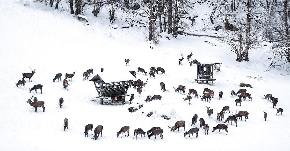 Der das Rotwild zum Essen ruft | Nachrichten.at